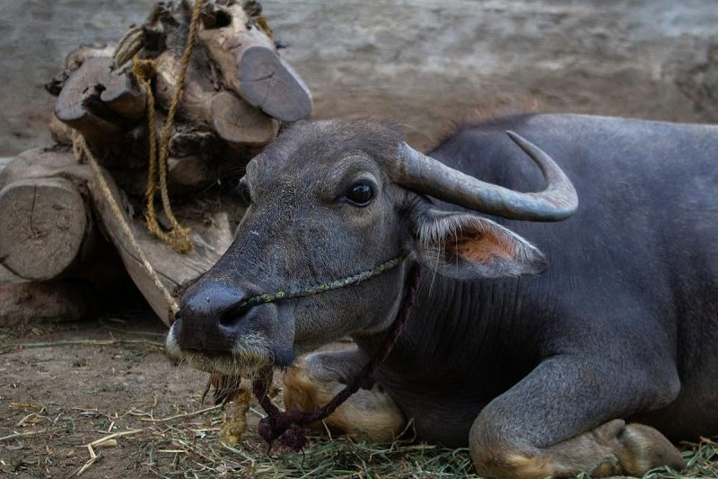 Panic in Budaun Village After Rabid Dog Bites Buffalo, About 200 ...
